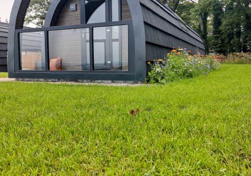 Eastfield Glamping Farm | Primrose